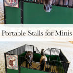 Windemere Farms' New Mini Shelter - STABLE STYLE